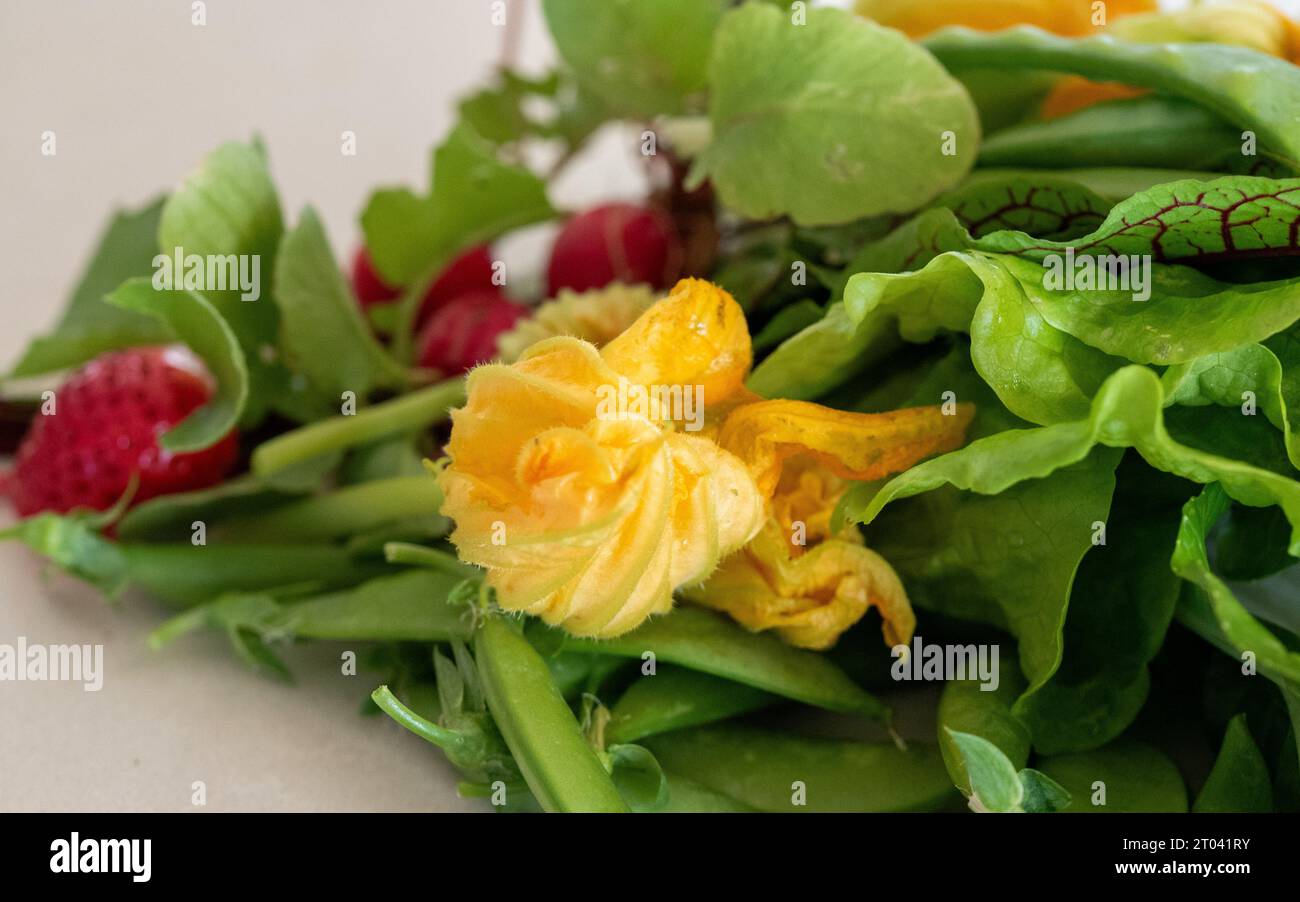 Fresh food harvested from the vegetable garden, colourful produce ...