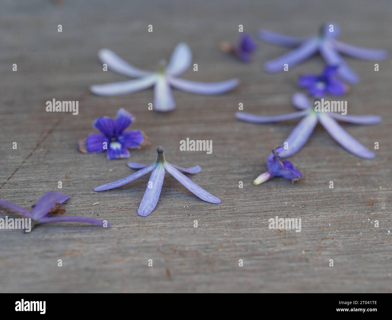 Flowers have fallen off hi-res stock photography and images - Alamy