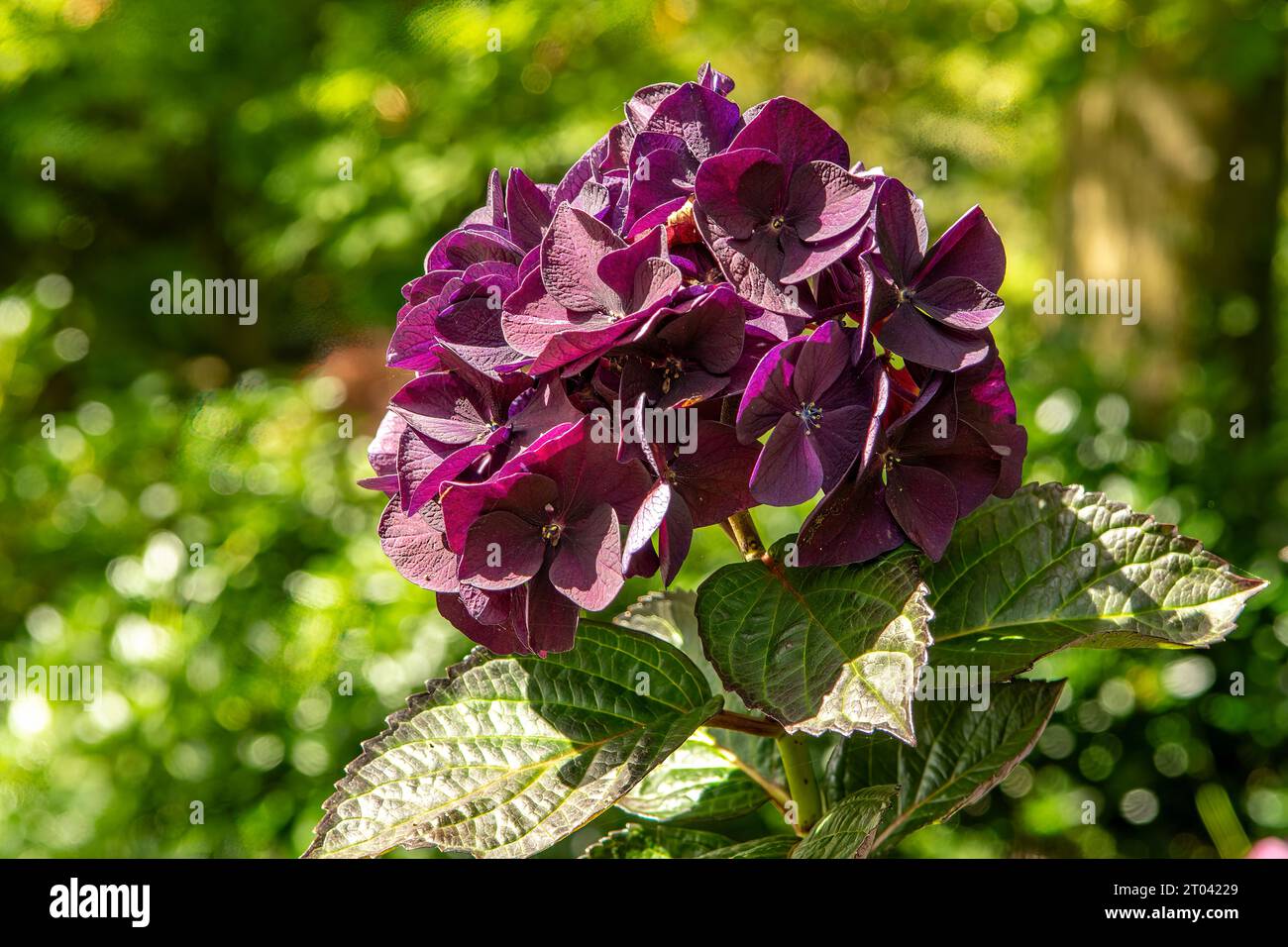 Hydrangea macrocarpa, Burgundy Hydrangea Stock Photo - Alamy