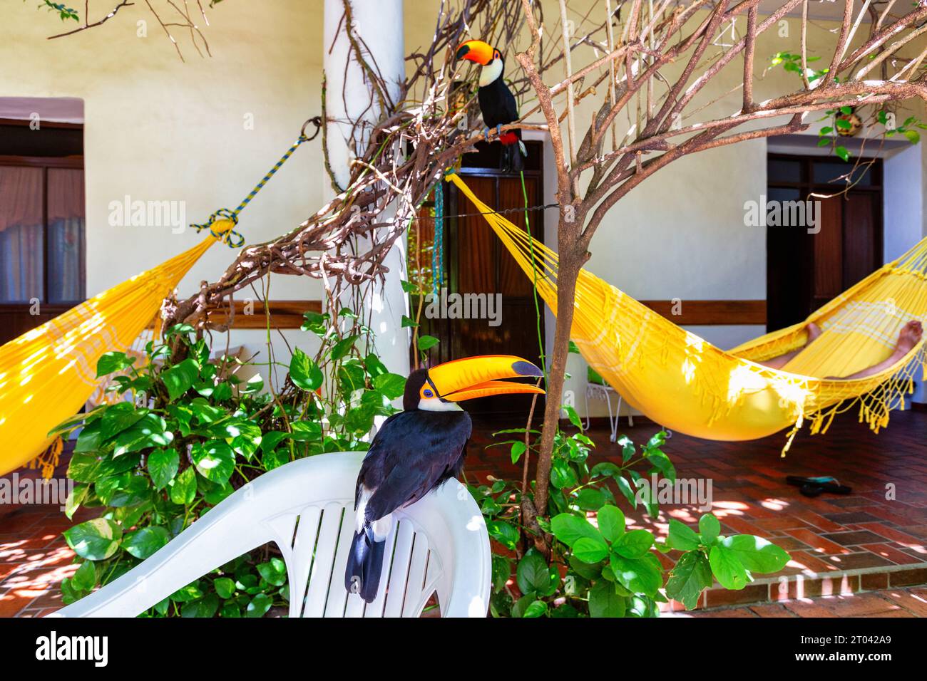 Toco toucan bird at a hotel in Santa Cruz de la Sierra, Bolivia Stock ...