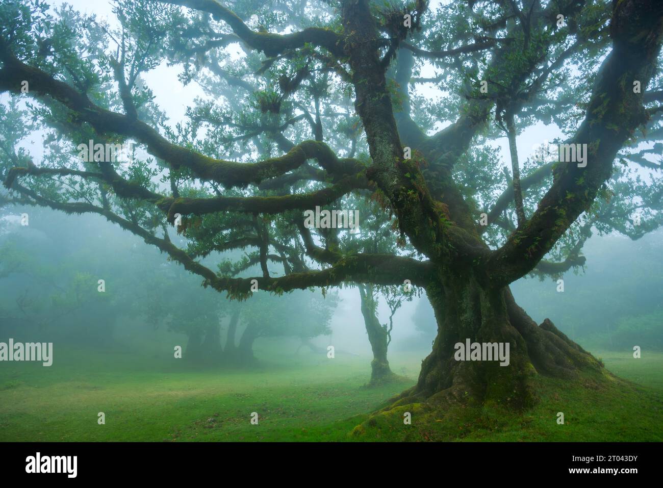 Fanal forest , old mystical tree in Madeira island, Unesco Stock Photo ...
