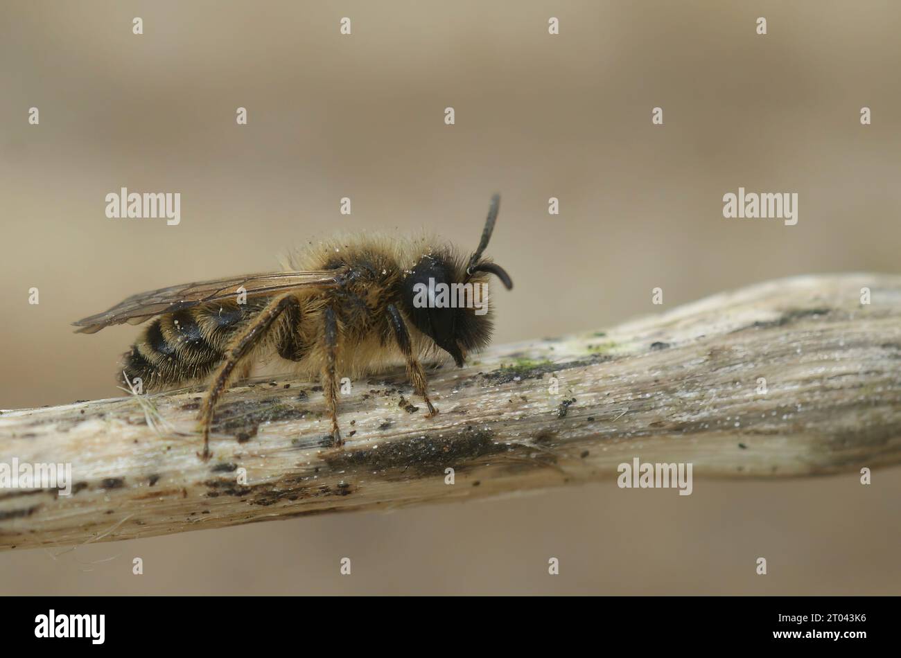 Natural closeup on a male Yellow-legged mining bee, Andrena flavipes ...