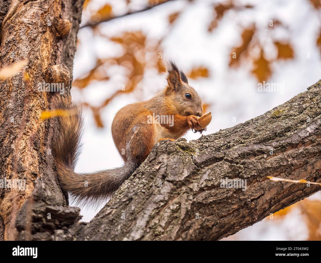 The squirrel with nut sits on tree in the autumn. Eurasian red squirrel ...