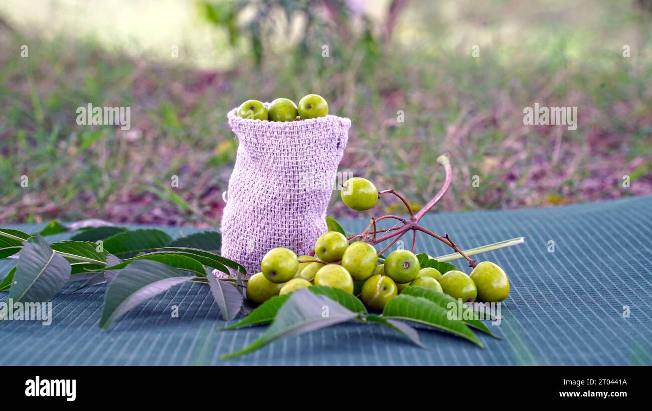 Indian lilac seeds,fruits and leaves. Azadirachta indica, commonly ...