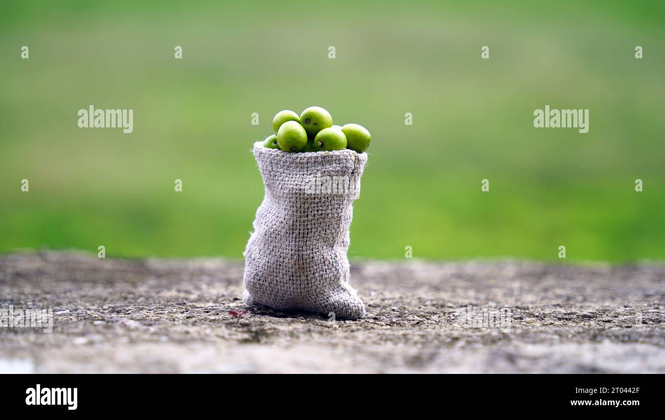 Neem fruit with neem sticks and neem leaf in burlap sack. Neem is an ...