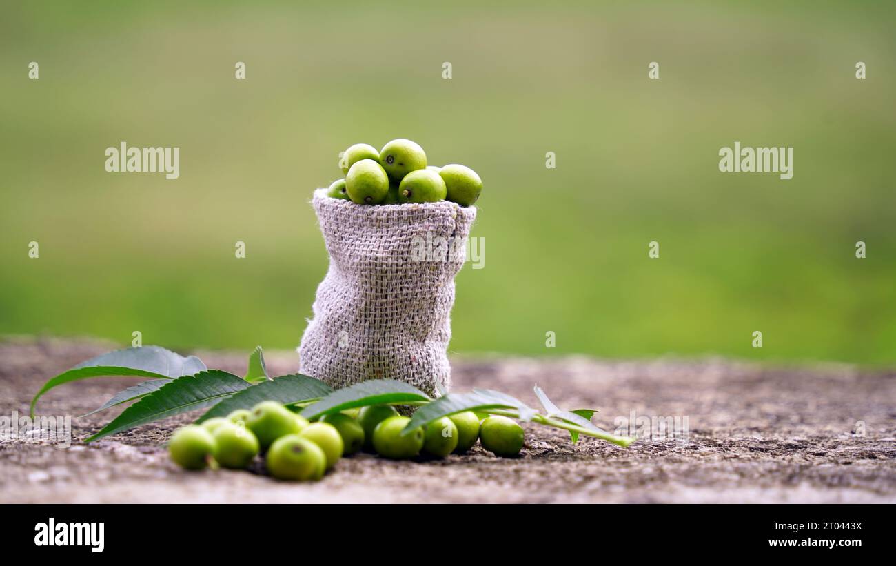 Indian lilac seeds,fruits and leaves. Azadirachta indica, commonly ...