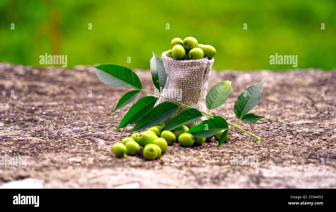 Neem fruit sticks leaf hi-res stock photography and images - Alamy