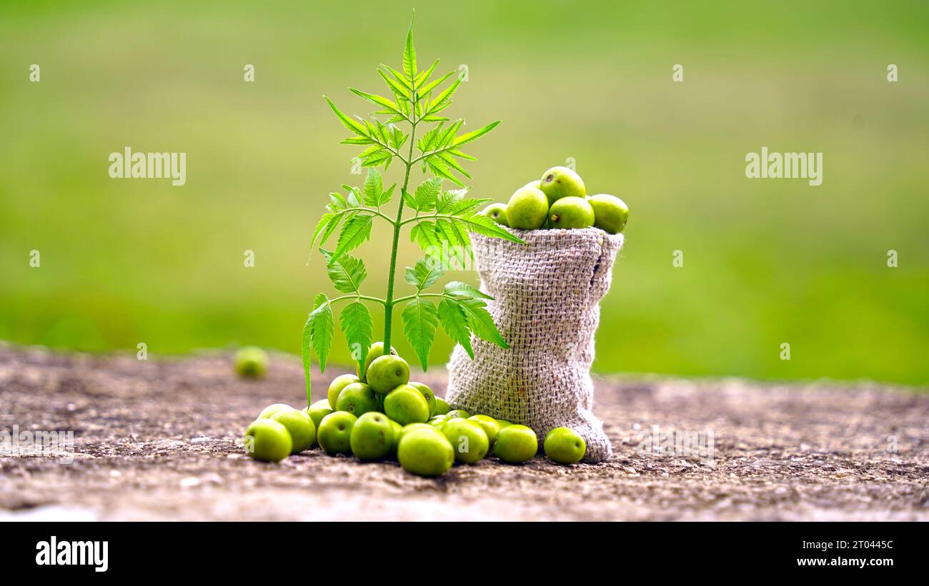 Neem fruit with neem sticks and neem leaf. Neem is an excellent ...