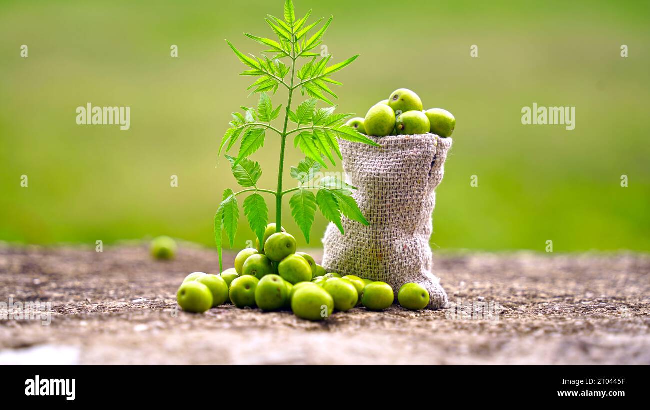 Indian lilac seeds,fruits and leaves. Azadirachta indica, commonly ...