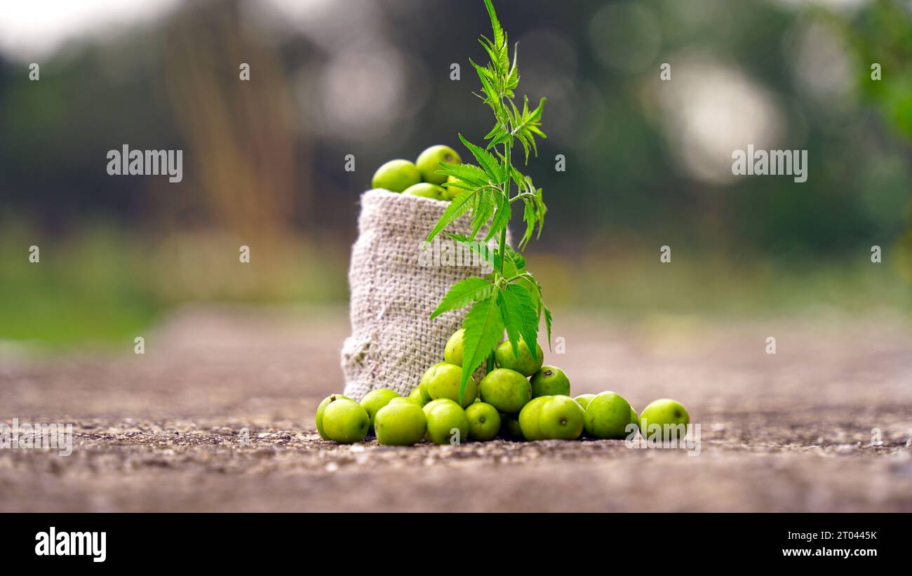 Neem fruit with neem sticks and neem leaf isolated on white background ...