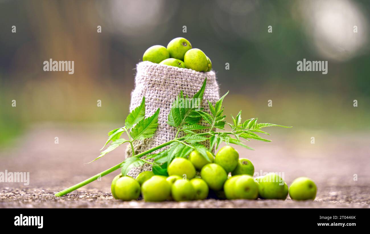 Neem fruit with neem sticks and neem leaf. Neem is an excellent ...