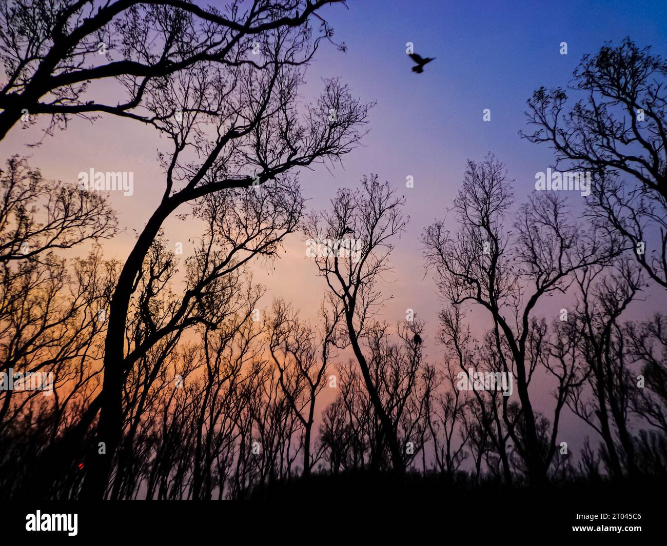 Set of trees hi-res stock photography and images - Alamy
