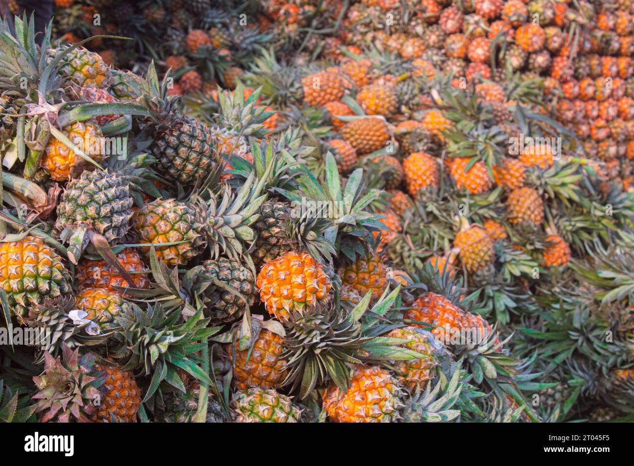 Eatmorefruits hi-res stock photography and images - Alamy