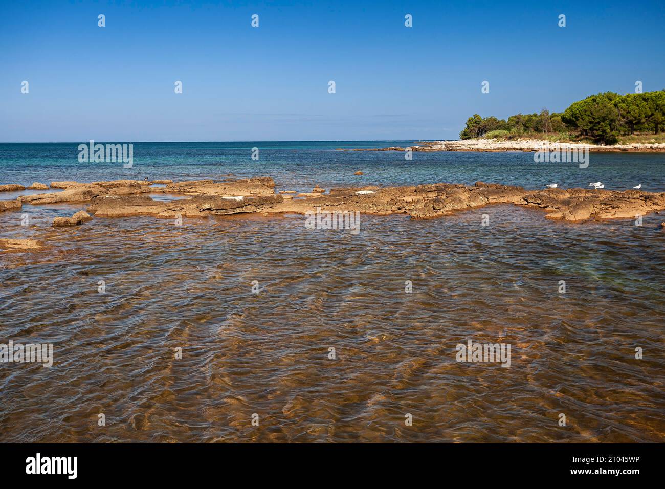 Beach on the stone coast of Zambratija, Istria, Croatia Stock Photo - Alamy