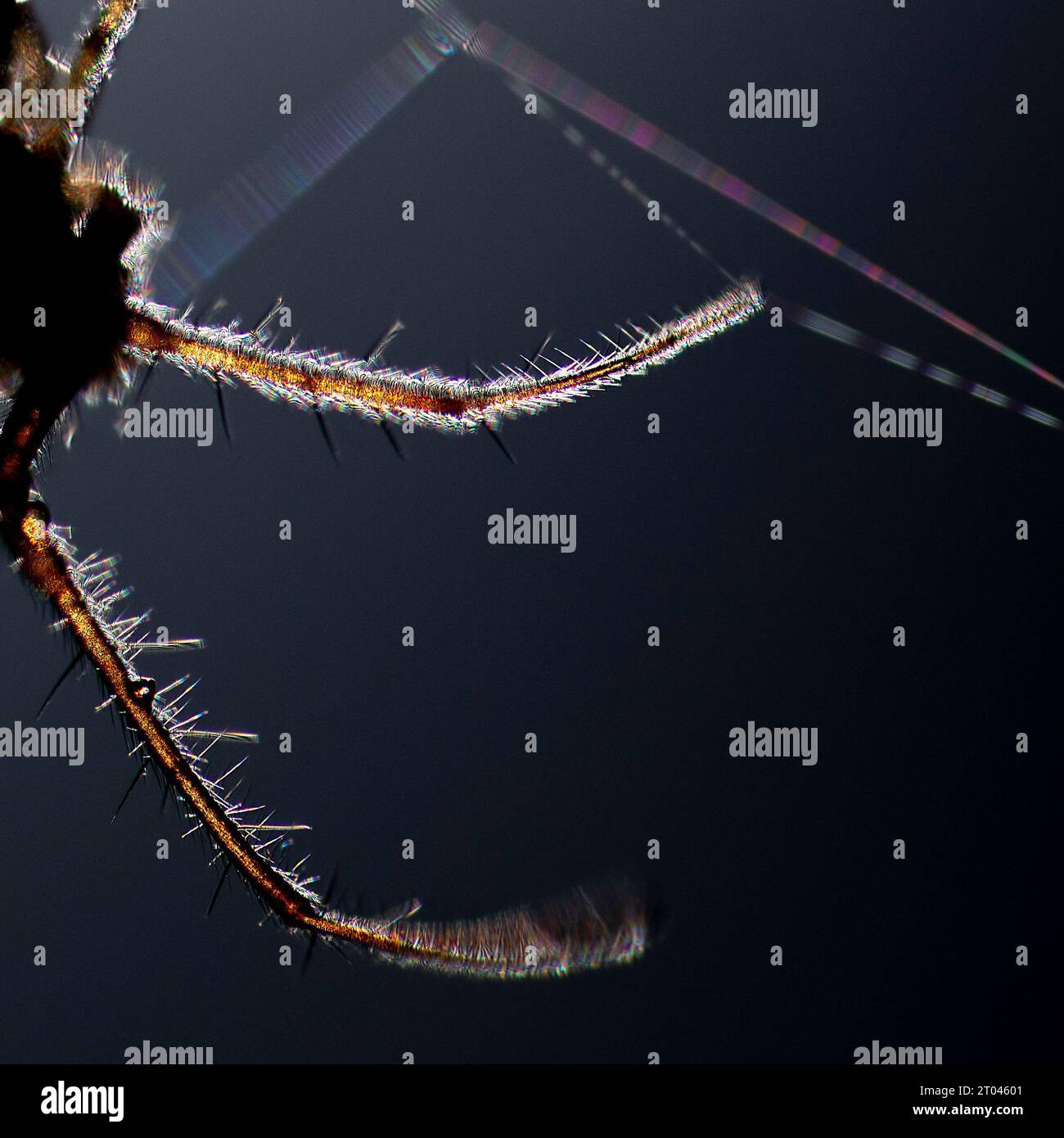 Macroscopic landscape hi-res stock photography and images - Alamy