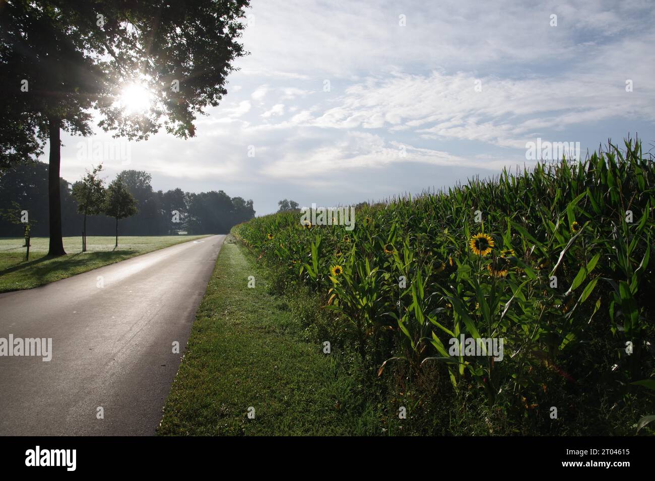 Landscape, country road, cornfield, sunflowers, sky, rural, morning ...