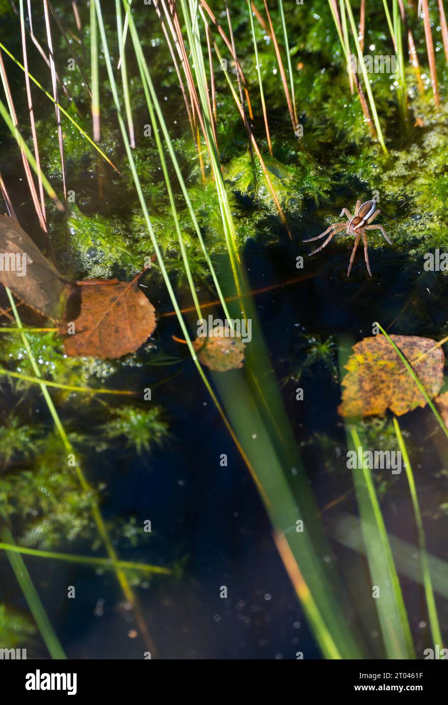 Raft spider (Dolomedes fimbriatus) or banded list spider lurking on ...