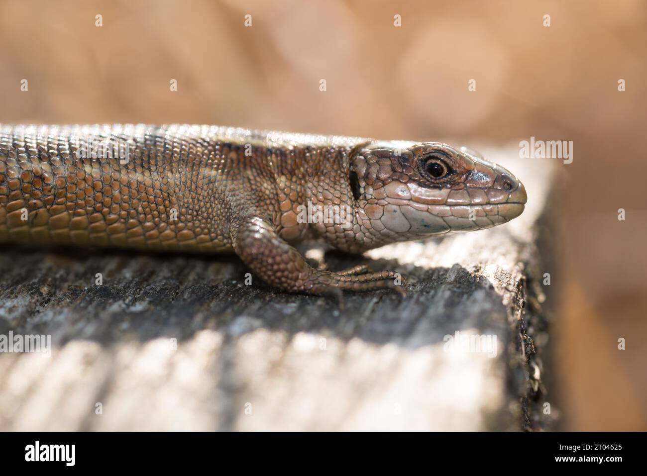 Syn lacerta vivipara hi-res stock photography and images - Alamy