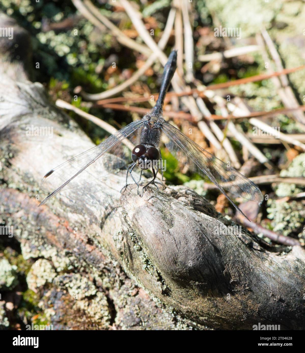 Black darter (Sympetrum danae), male, basking on a sunlit tree root ...
