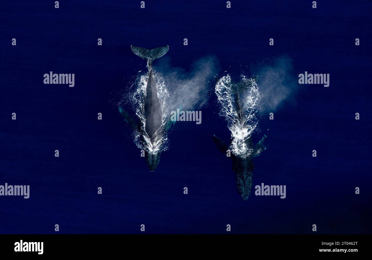 Buckelwale hi-res stock photography and images - Alamy