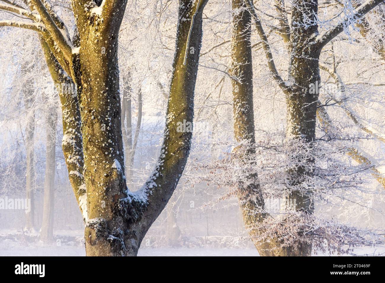 Frosty beech trees in a beautiful winter landscape Stock Photo - Alamy