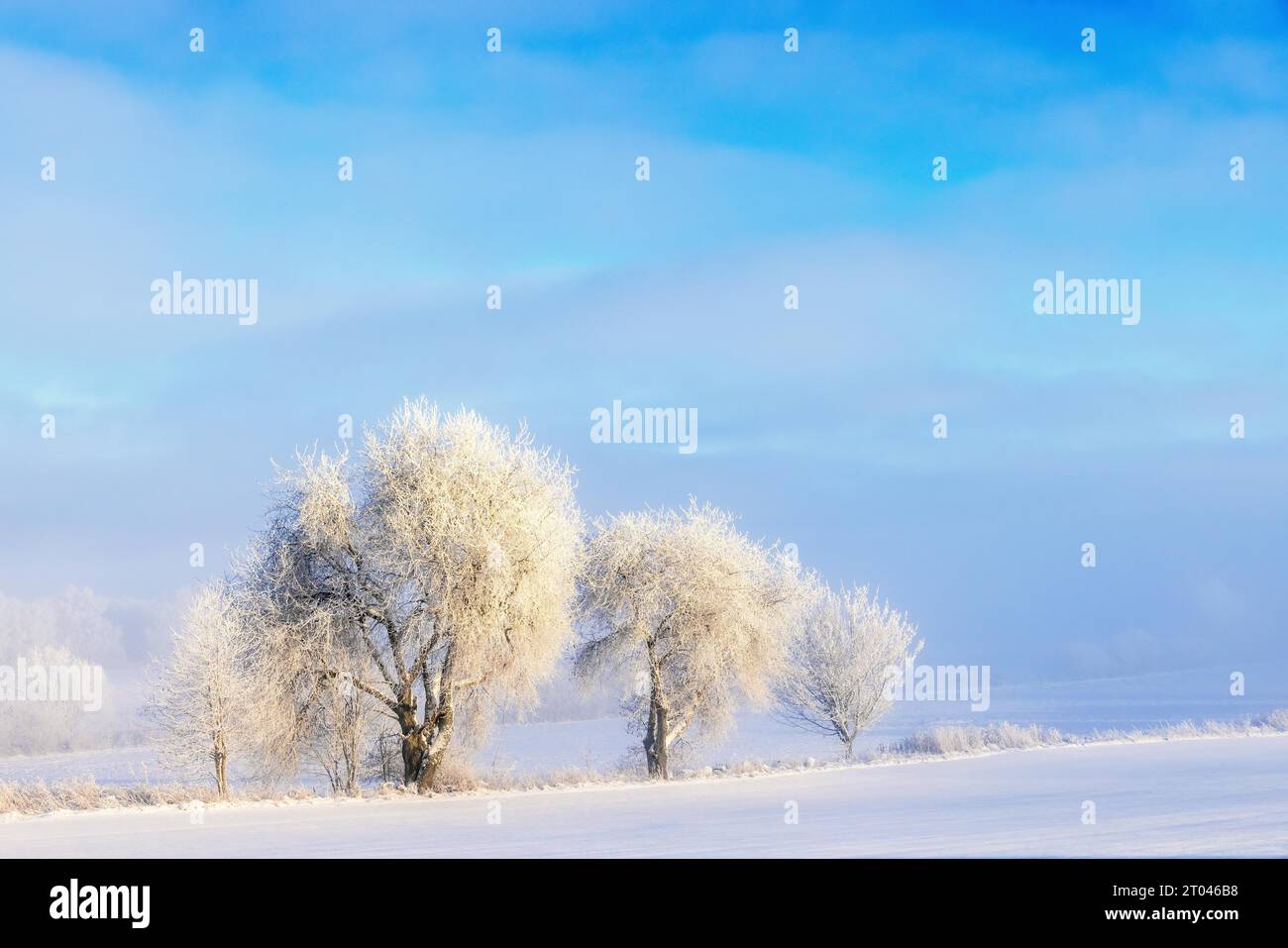 Beautiful winter day with hoarfrost on the trees by a field with snow ...