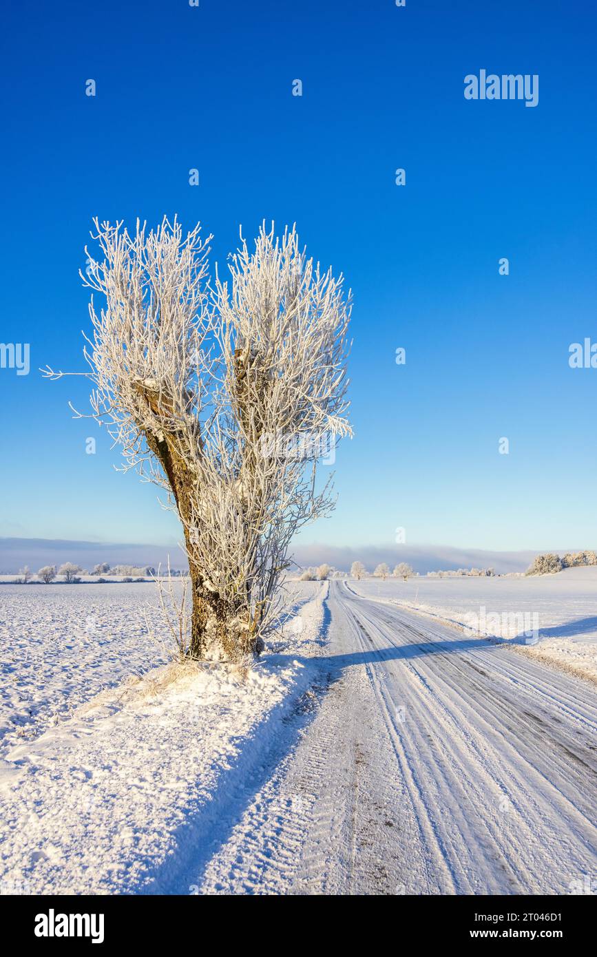 Frosty tree hi-res stock photography and images - Alamy