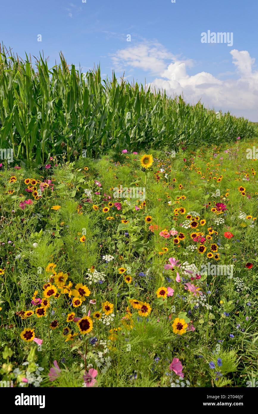 Colourful flowering strip, sunflower (Helianthus annuus), tickseeds ...