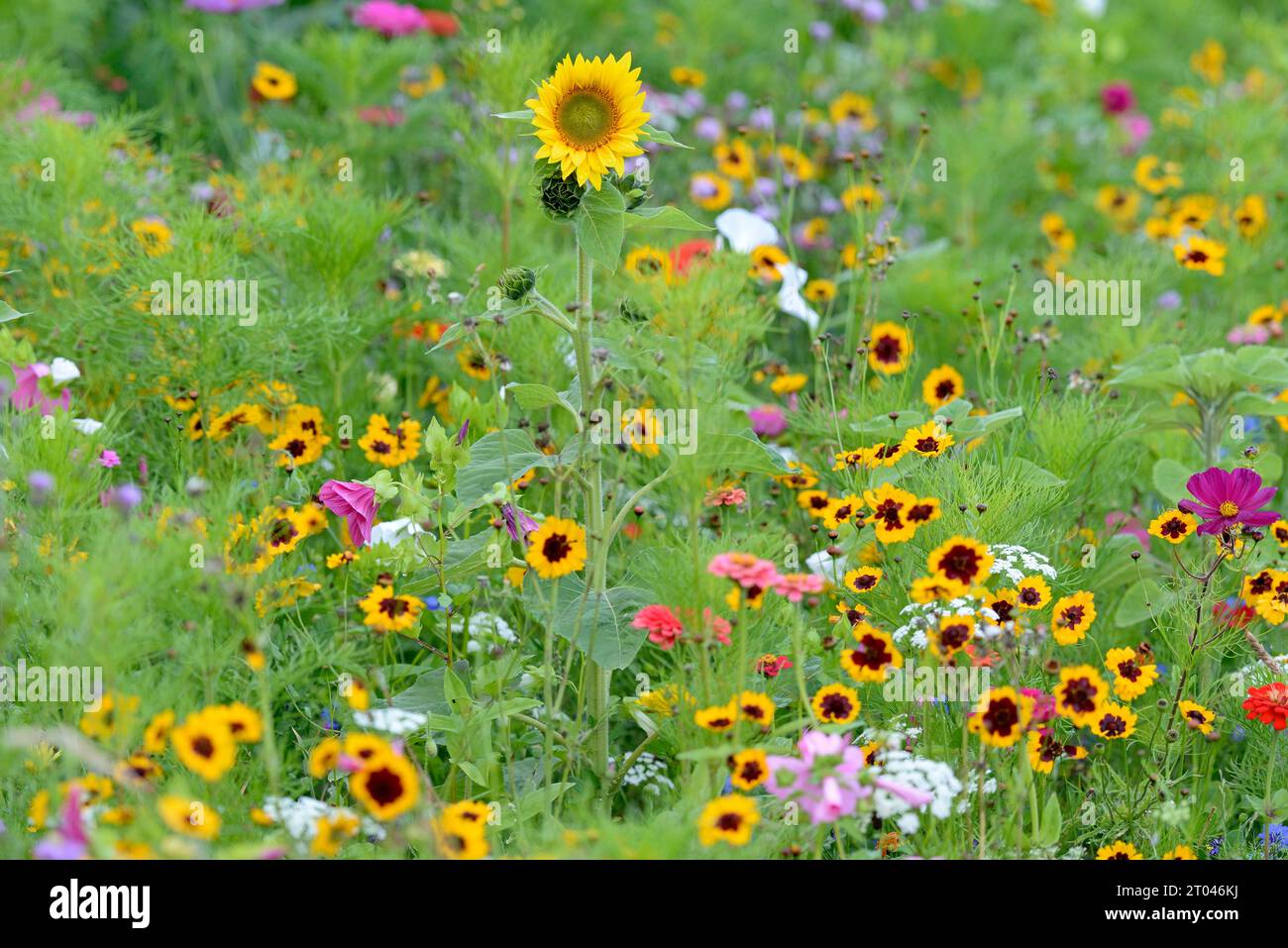Colourful flowering strip, sunflower (Helianthus annuus), tickseeds ...