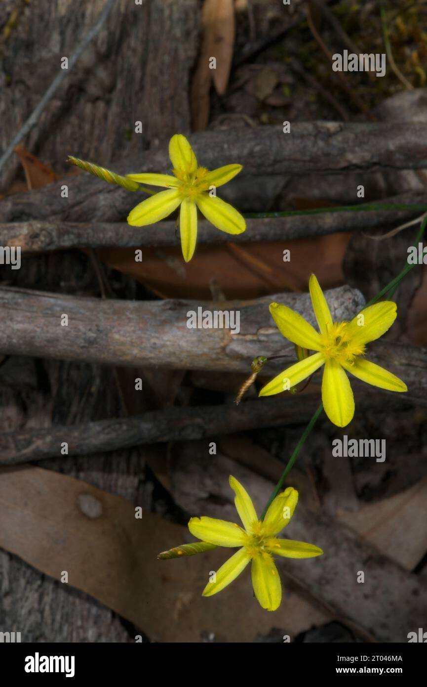 Yellow Rush Lillies (Tricoryne Elatior) are tiny - and easily missed as ...