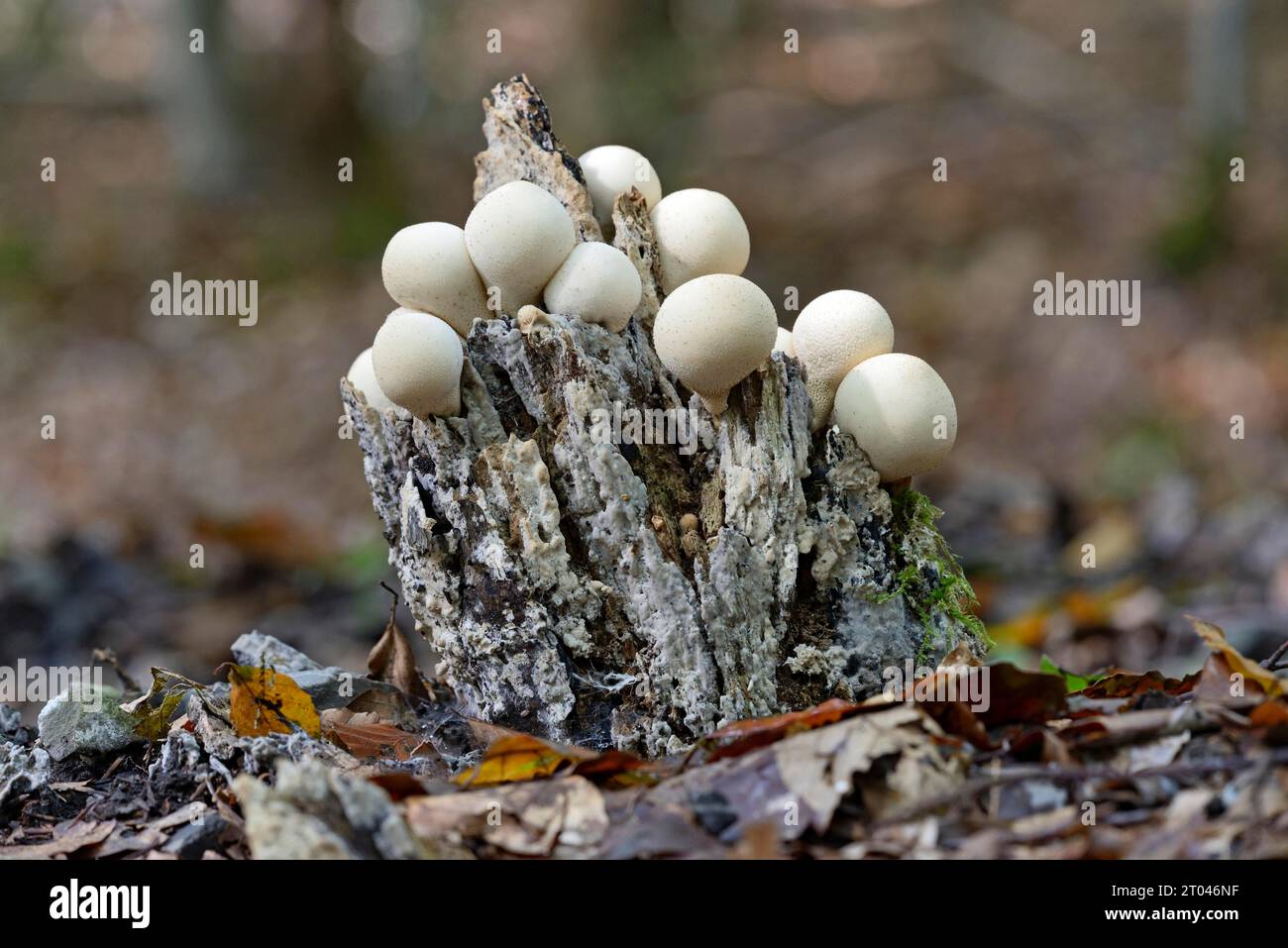 Rotten pear hi-res stock photography and images - Alamy