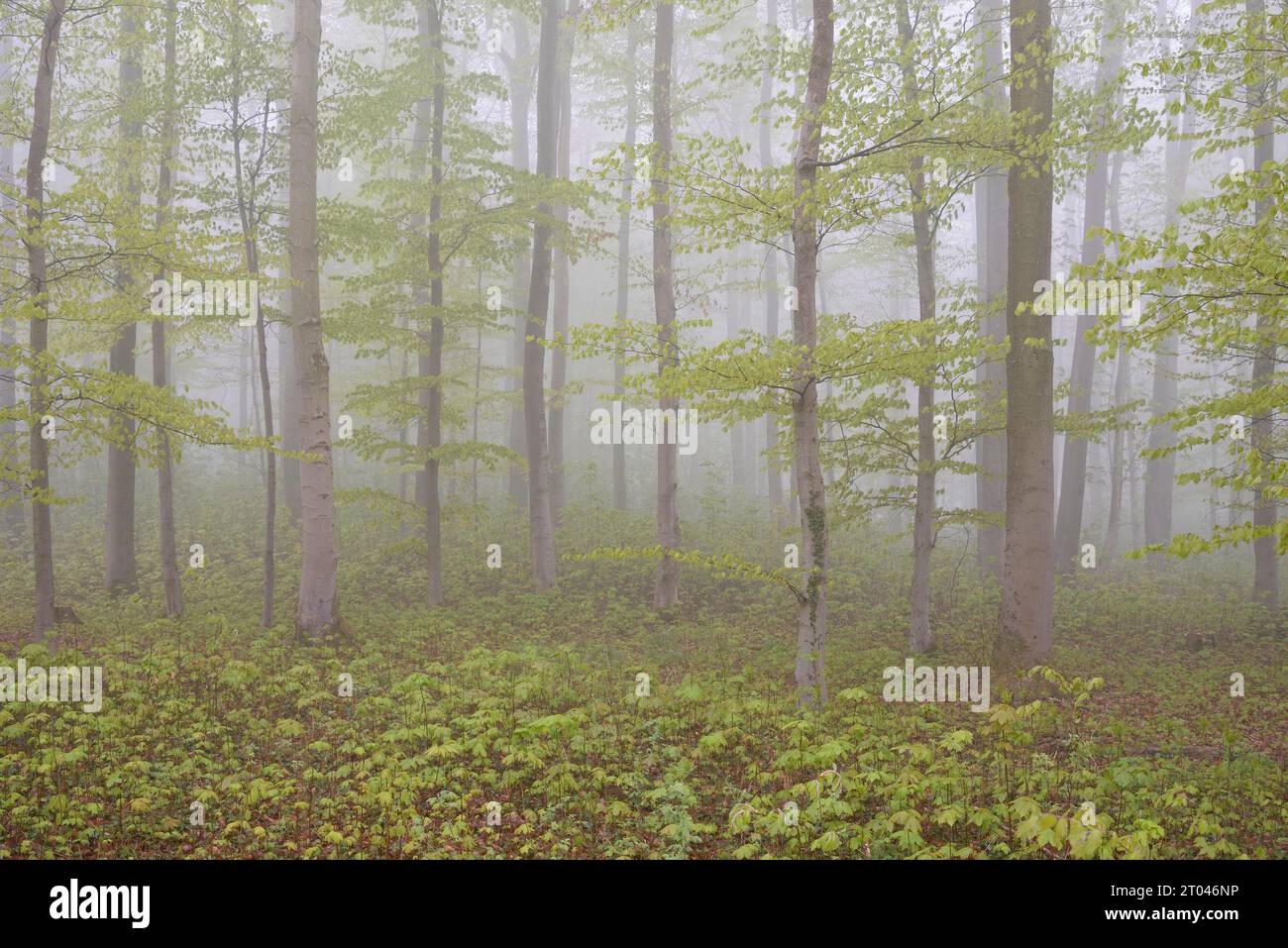Deciduous forest with natural regeneration in spring with fog, North ...