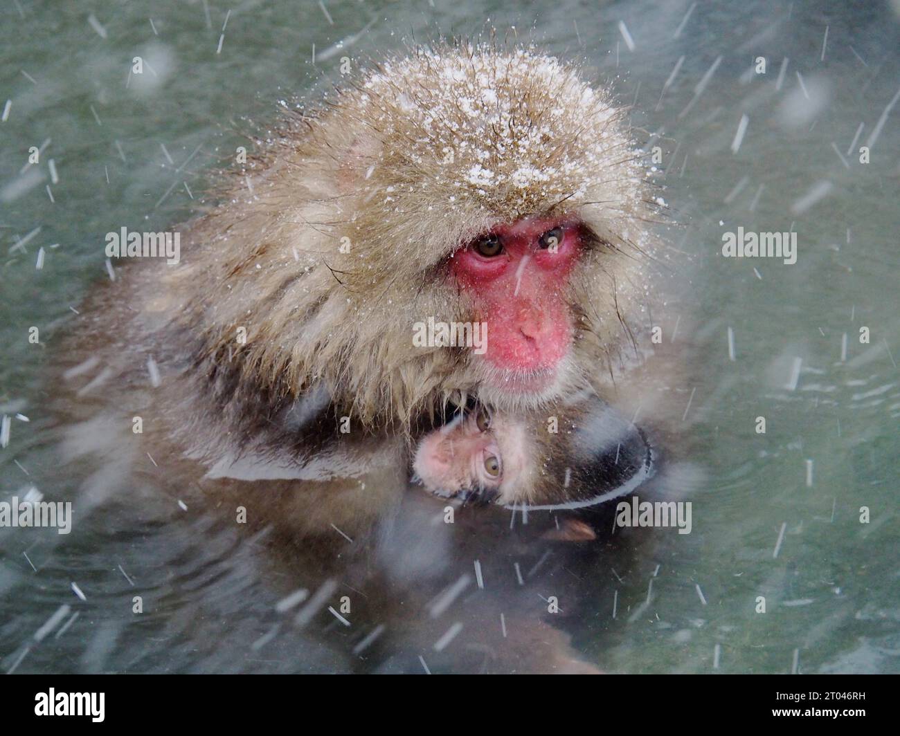 A snow monkey, Japan macaque, japanese macaque (Macaca fuscata), bathes ...