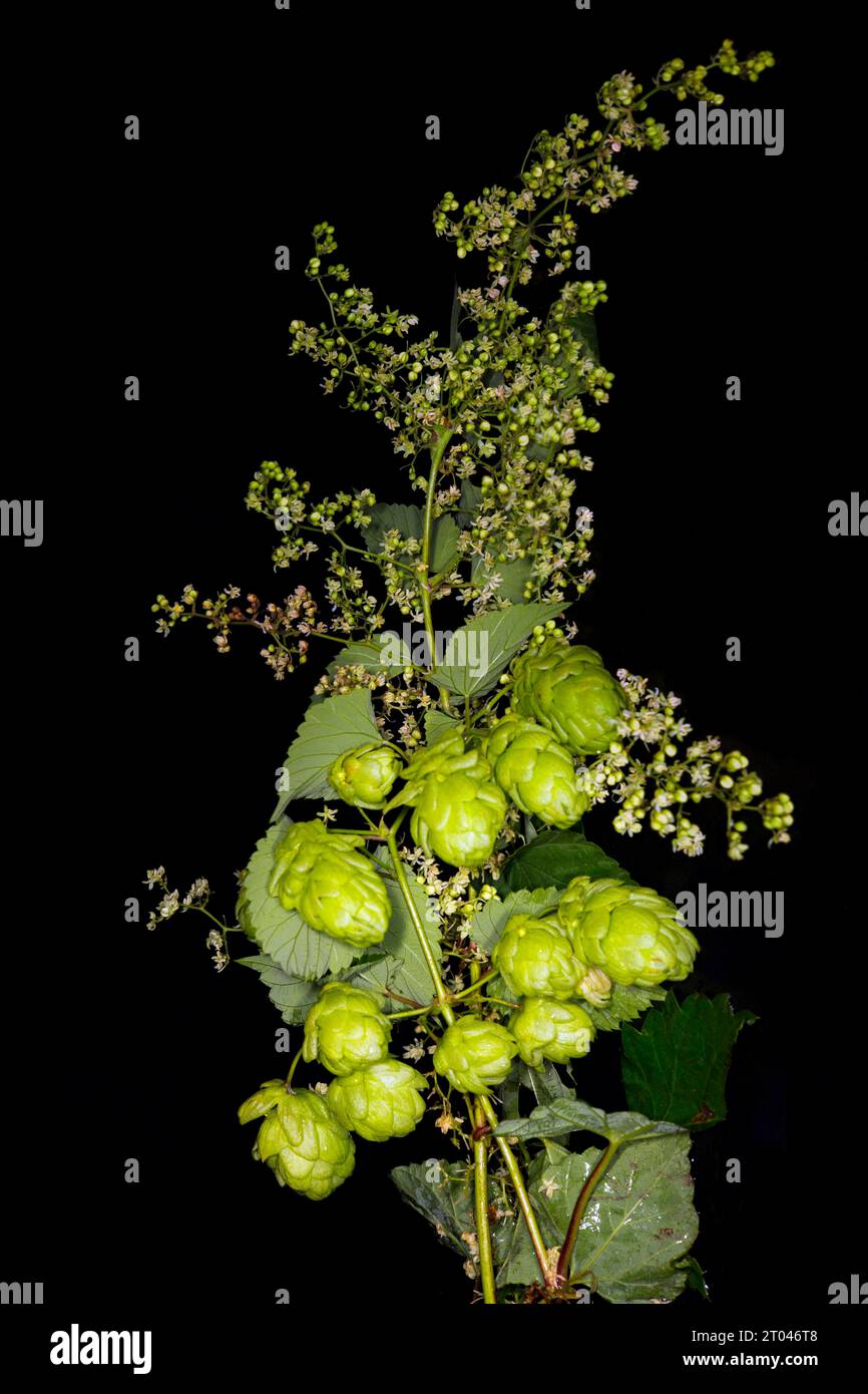 Common hop (Humulus lupulus), male and female plant, ripe for ...