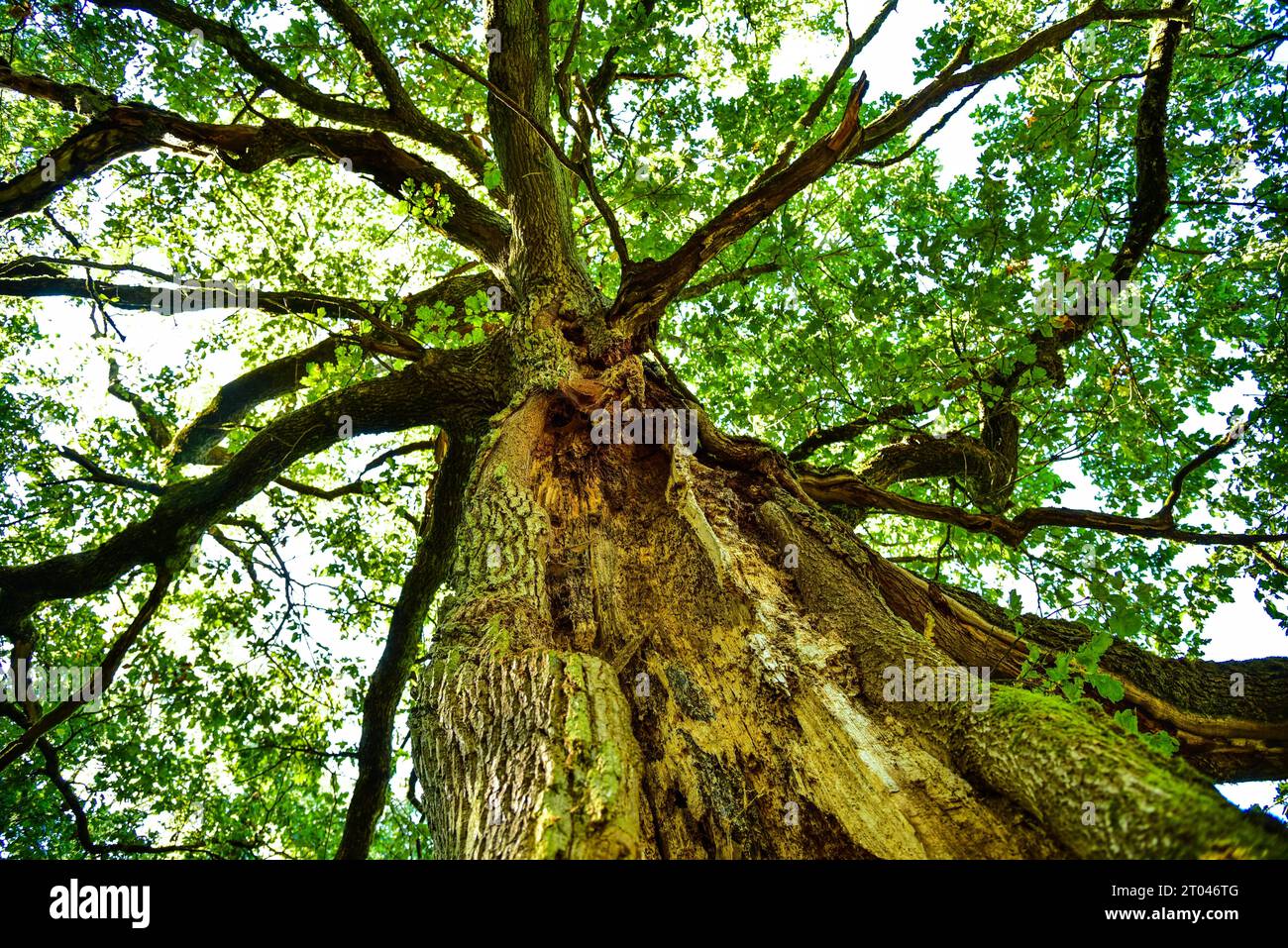 Old oak tree (Quercus) with split trunk, Bavaria, Germany Stock Photo ...