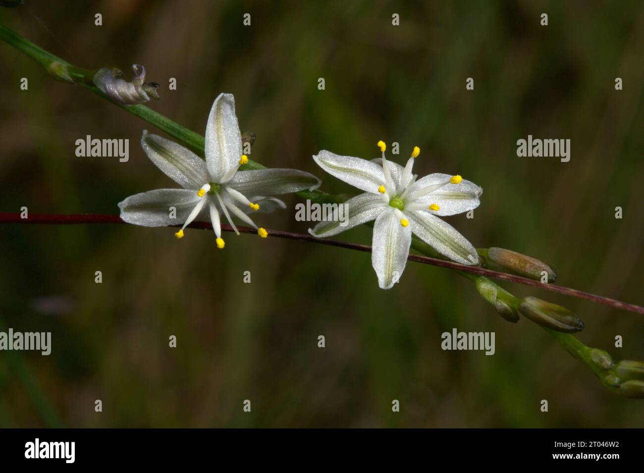 Grass lily hi-res stock photography and images - Alamy
