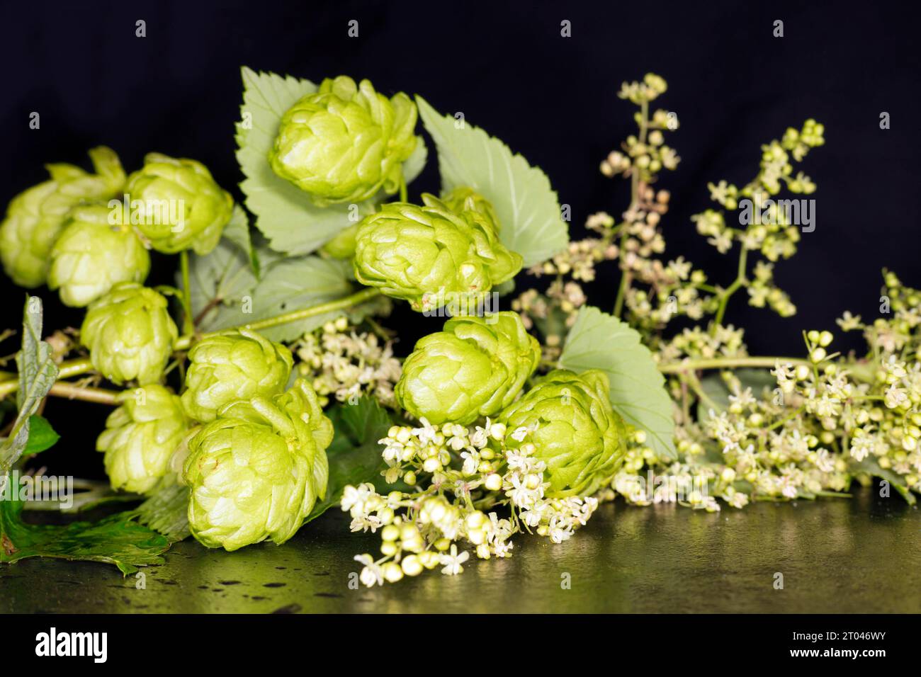 Common hop (Humulus lupulus), male and female plant, ripe for ...