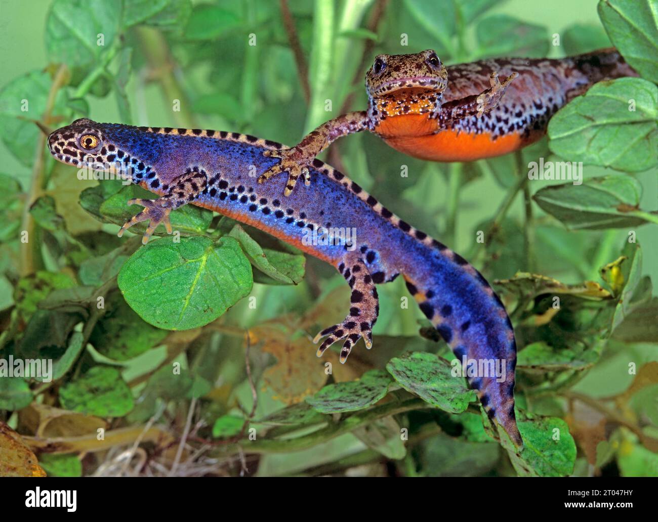 A couple of alpine newts floating among pond vegetation. Rare ...