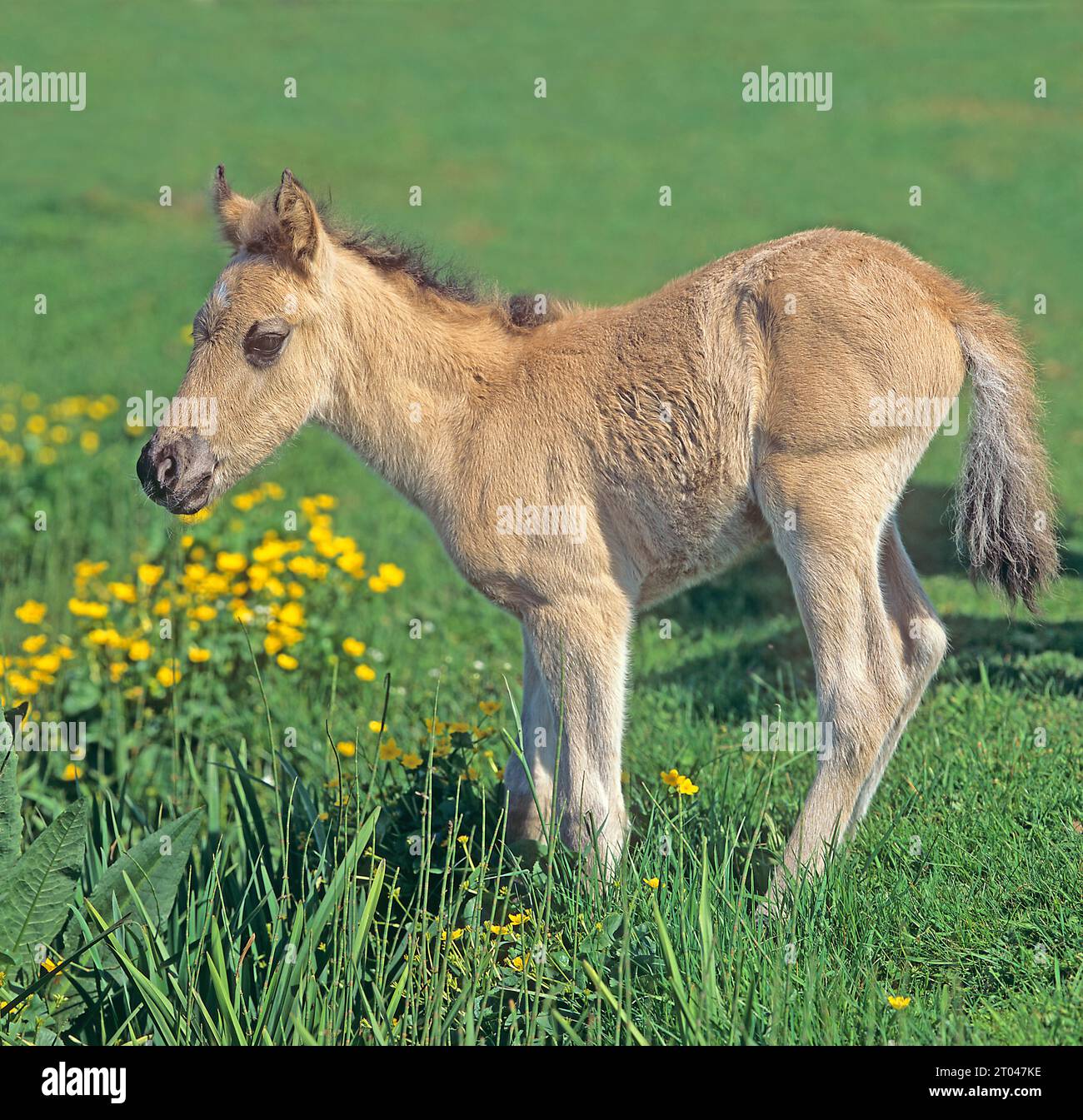 Free born Dulmen foal, two days old. Rare breed Meerfelder Bruch ...