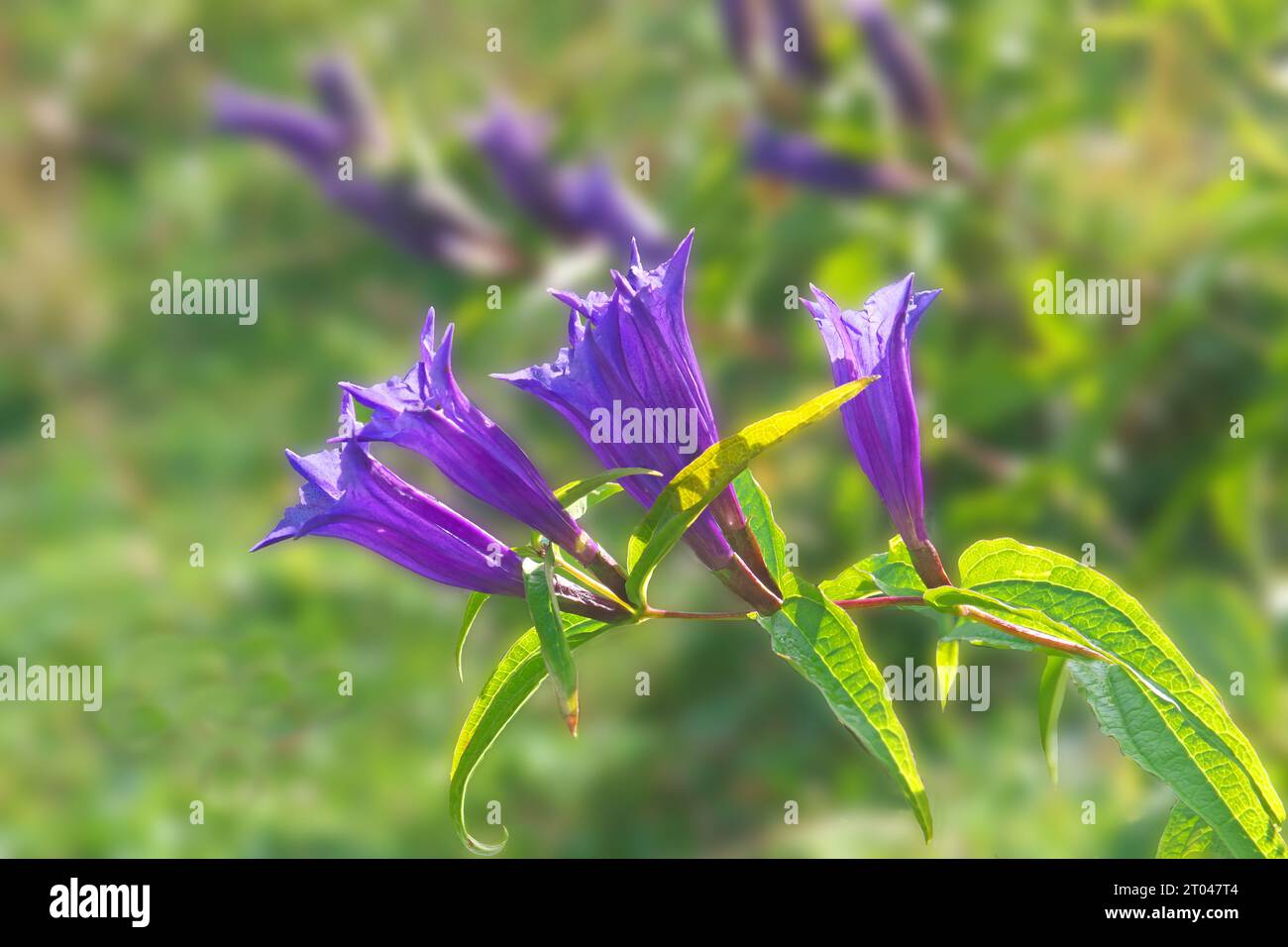 Willow gentian is quite rare and endangered. red listed grade 3. It ...