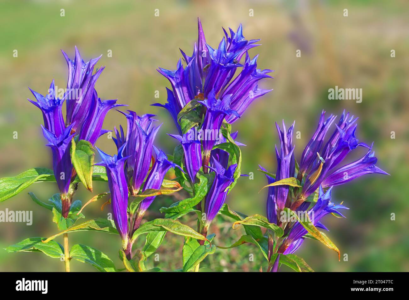 Willow gentians, four plants side by side. Willow gentians grow in the ...