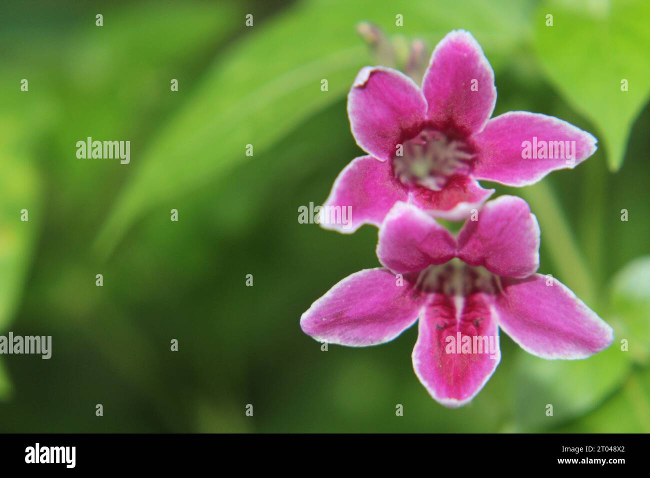Blend of botanical art hi-res stock photography and images - Alamy