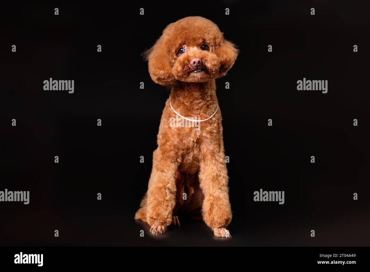 Black poodle toy hi-res stock photography and images - Alamy