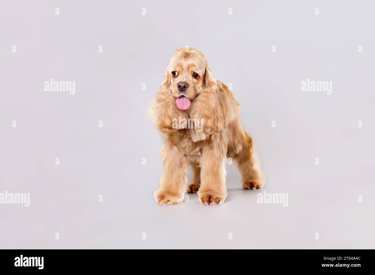 English cocker spaniel, dog, after grooming on a light background Stock ...