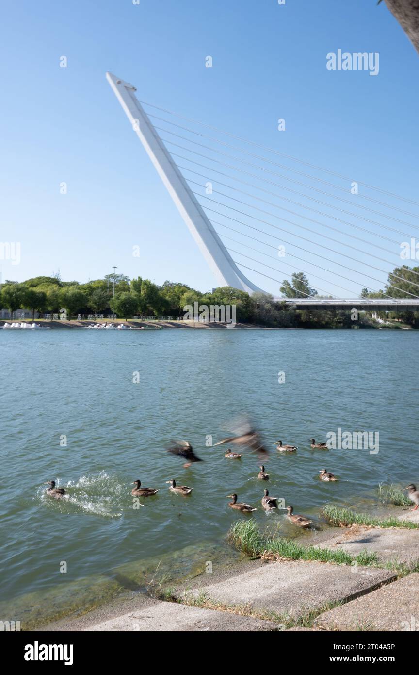 The Alamillo Bridge by Santiago Calatrava in Seville, Spain Stock Photo ...