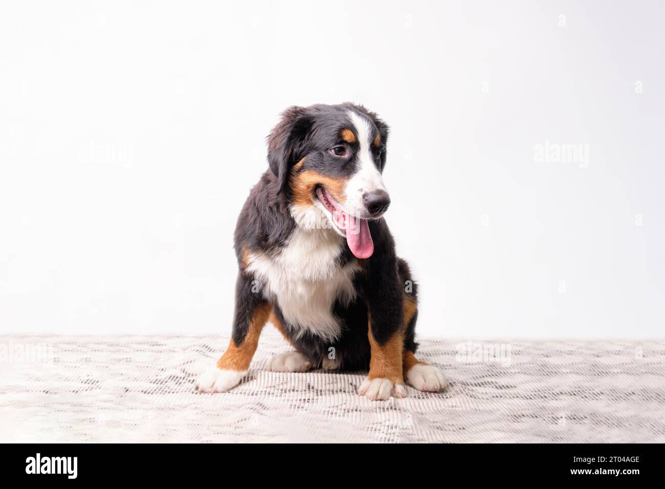Purebred Bernese mountain dog puppy 5 months on a white background ...