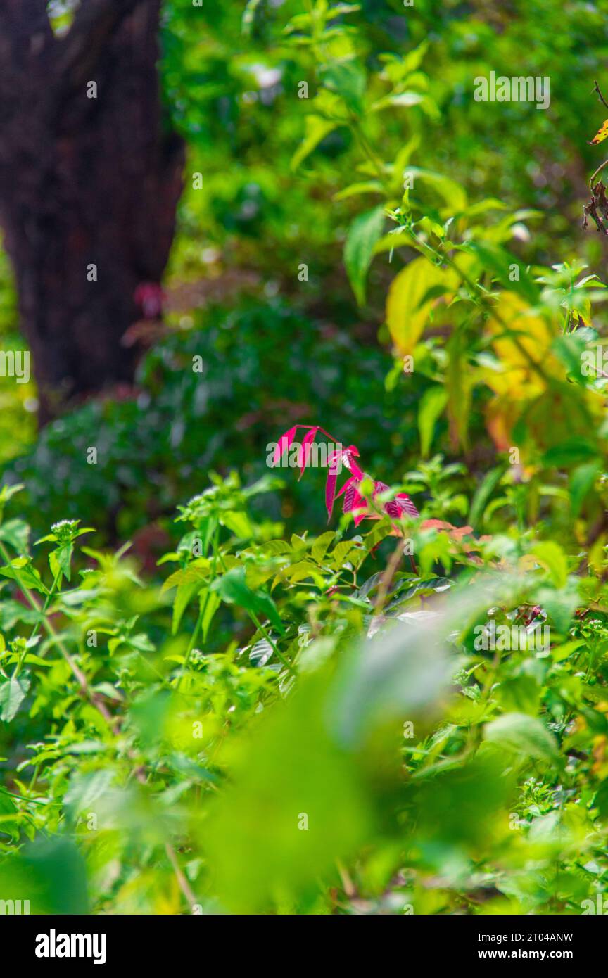 beautiful greenery plants Stock Photo - Alamy
