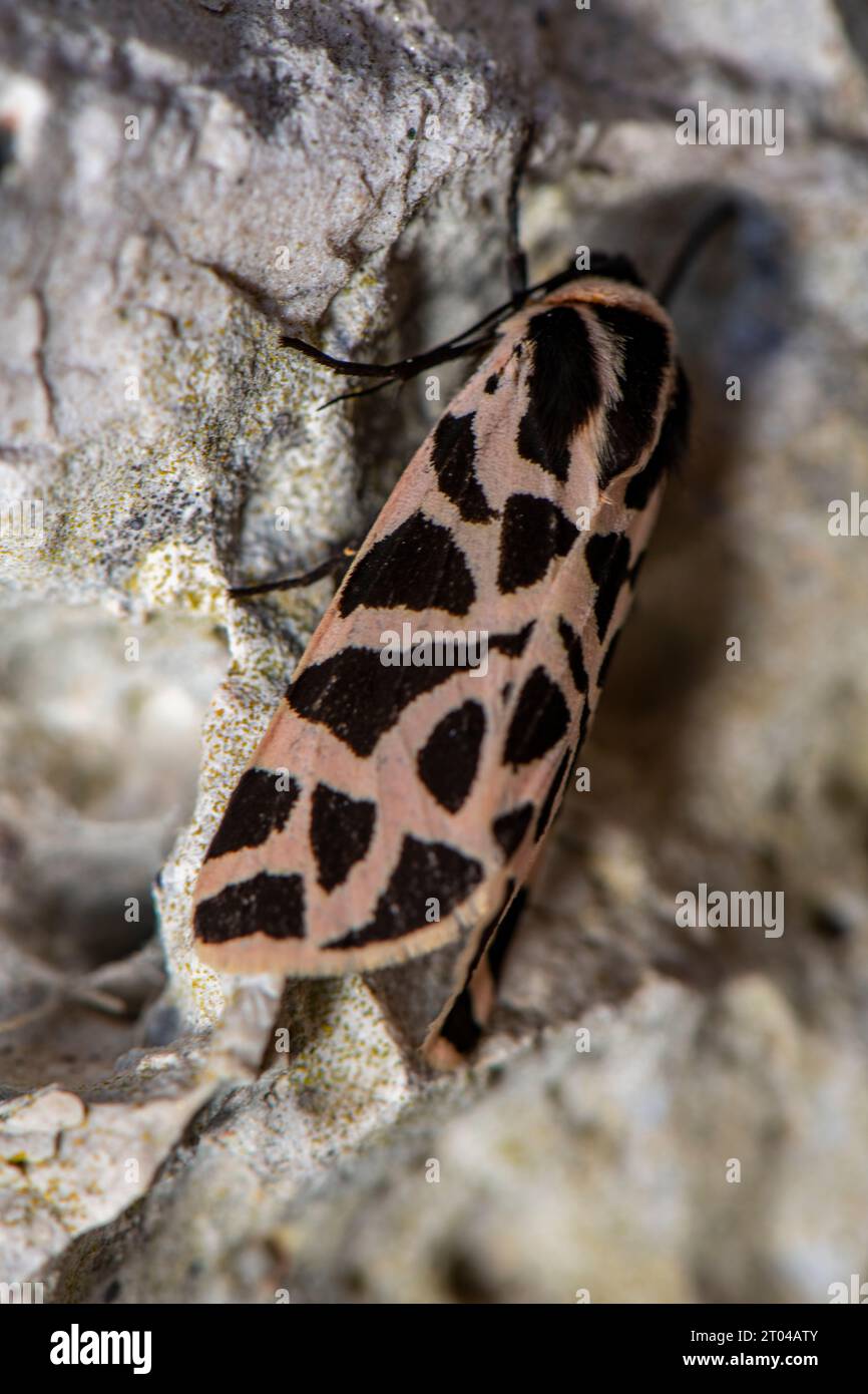 lepidoptera moth with vibrant chequered pattern on a rock in greece on ...