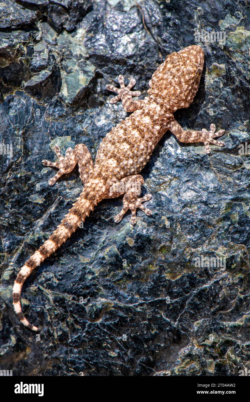 moorish wall gheko or common ghecko lizzard on a granite background in ...