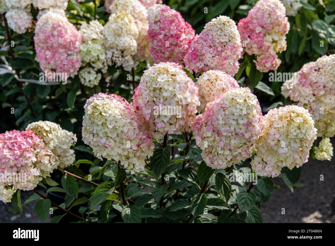 Hydrangea paniculata Rensam Samara Lydia. Pink hydrangea bush Stock ...